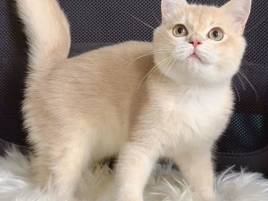 Котик золотая лиловая шиншилла шелл cy12