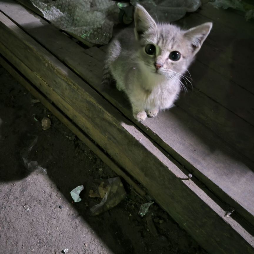 Котятки и кошки бесплатно Спасите