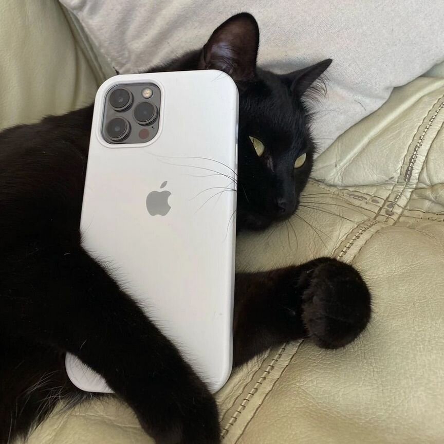 Кошка в дар