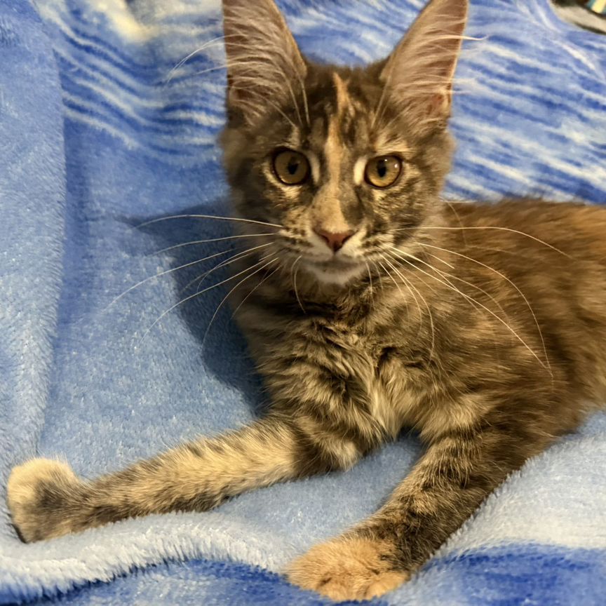 Мейн-кун котёнок