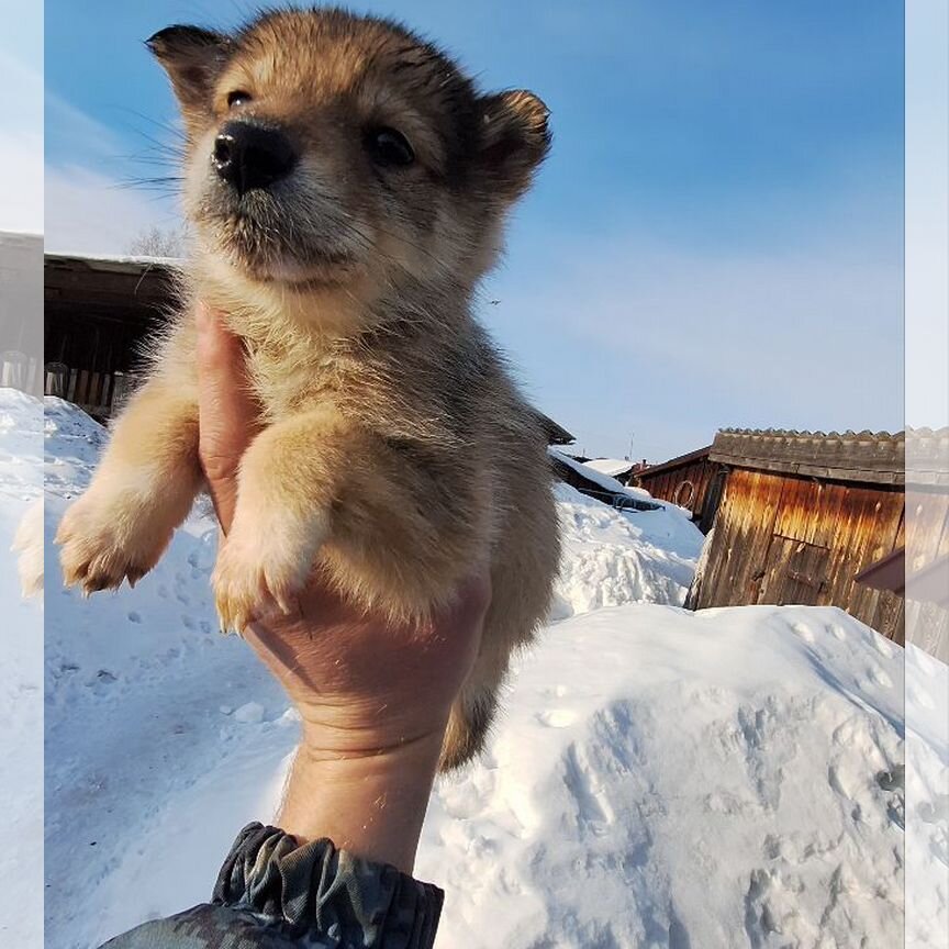 Западносибирская лайка, щенок