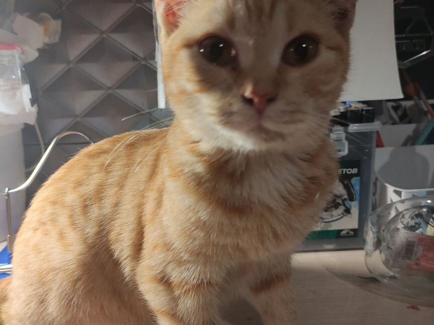 Котенок в дар бесплатно