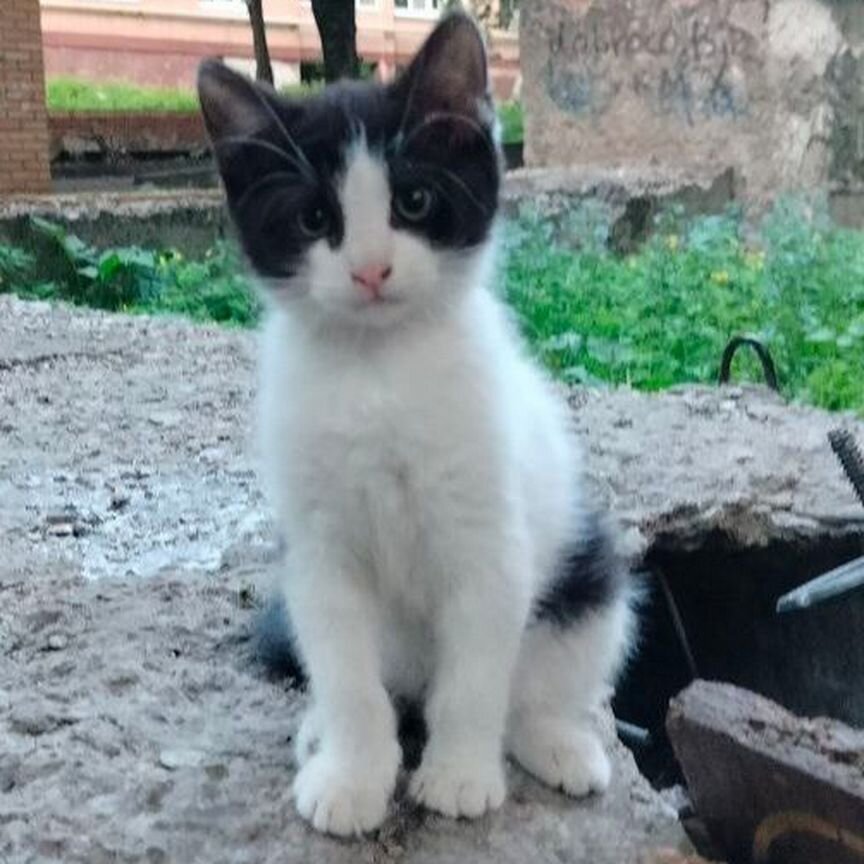 Котёнок в добрые руки