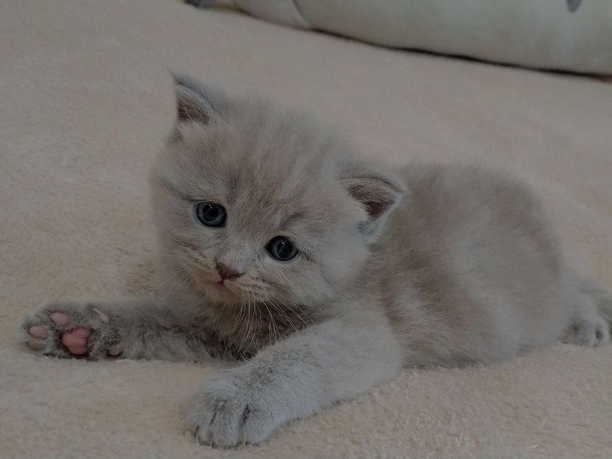 Британские котята