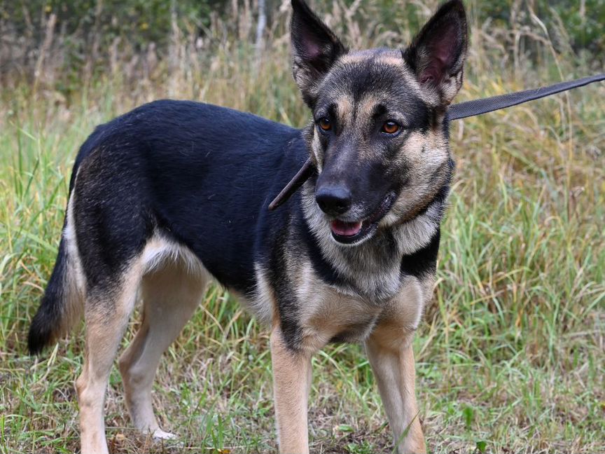 Восточно европейская овчарка