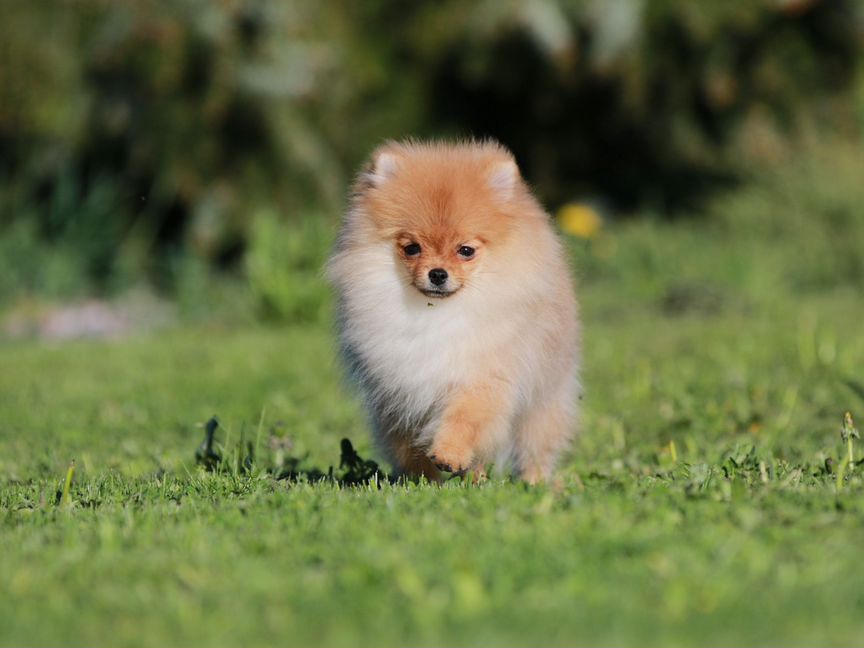 Померанский шпиц мини мальчик 4,5 мес