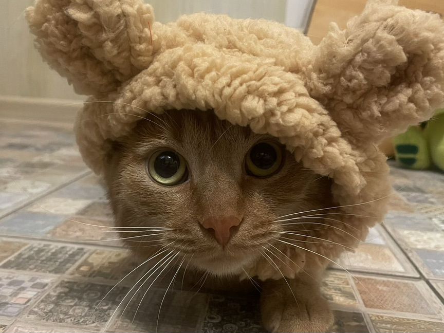 Отдам кота Рыжика в добрые руки