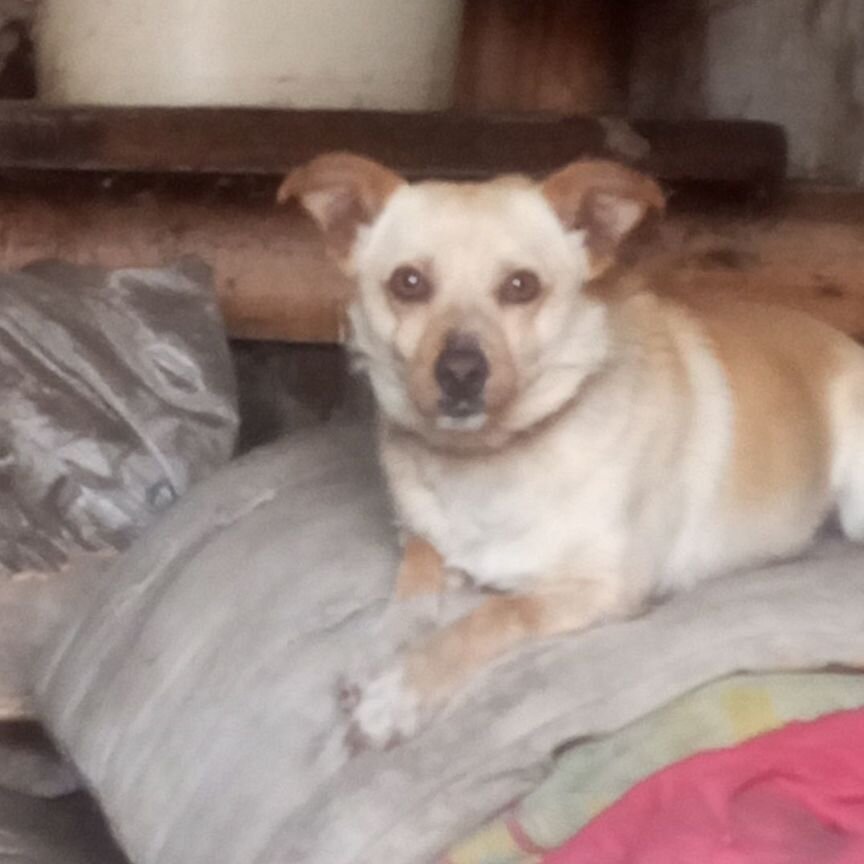 Веселая собачка Бимка