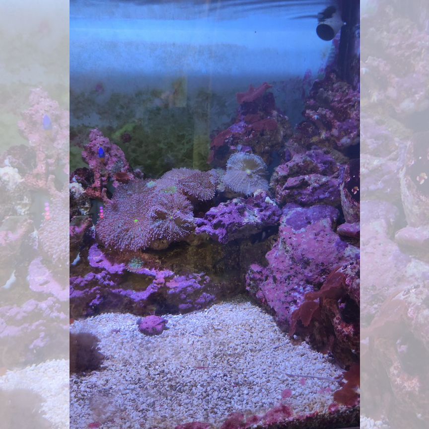 Морской аквариум