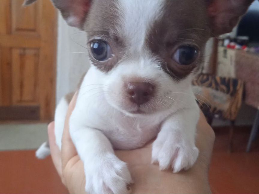 Чихуахуа, миничка, 1,5мес
