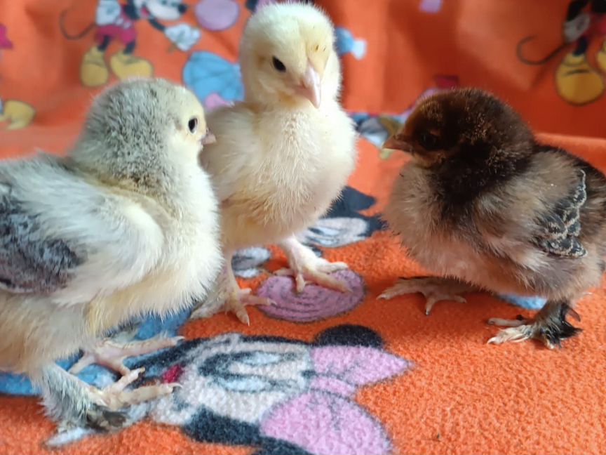 Цыплята брама кохинхины