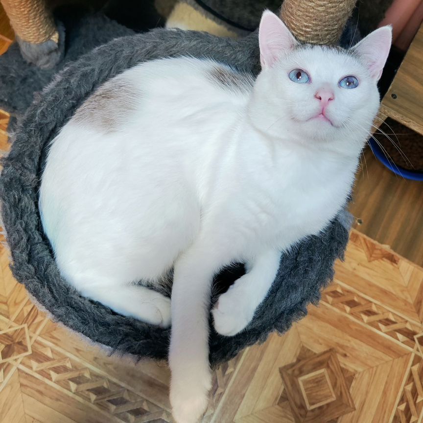 Молодой кот ищет дом