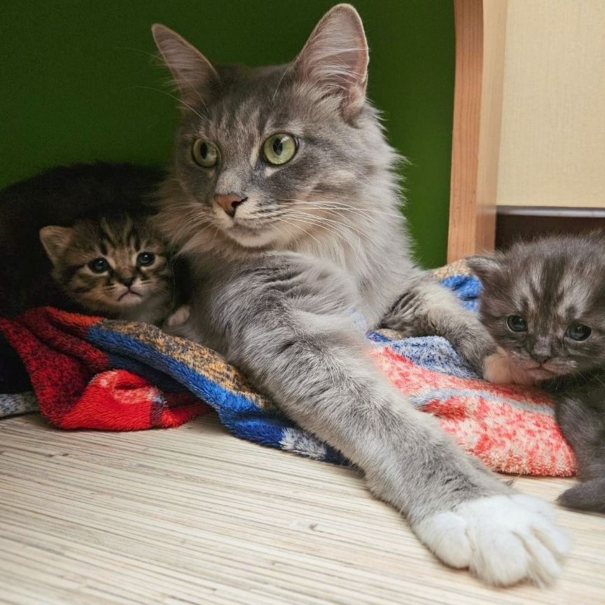 Длинношёрстные британцы