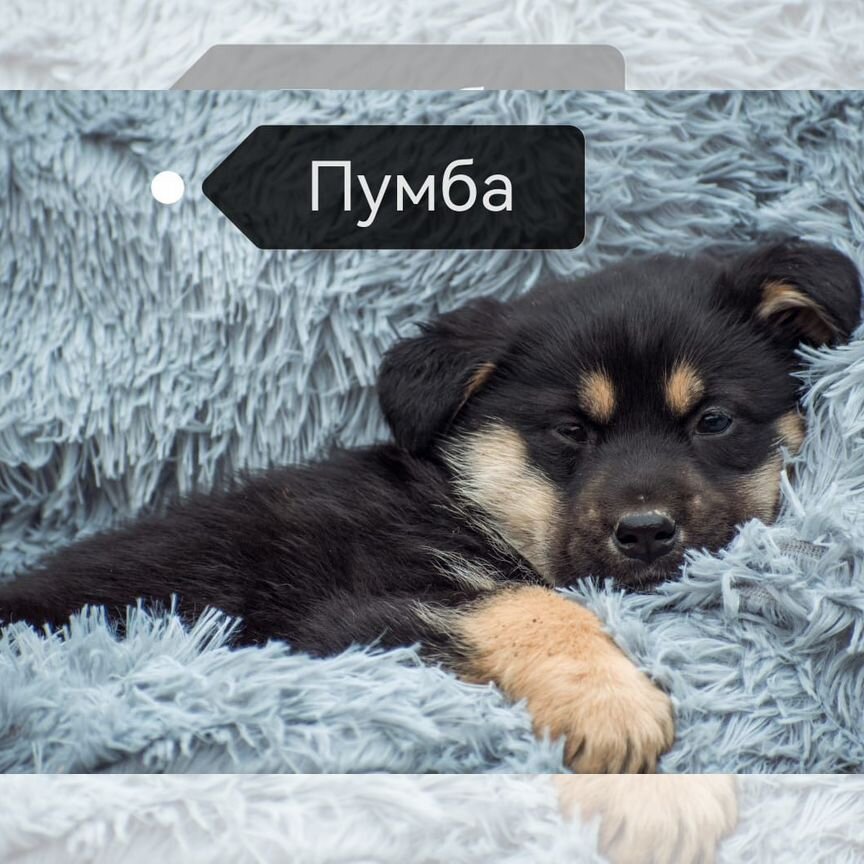 Щенок в добрые руки