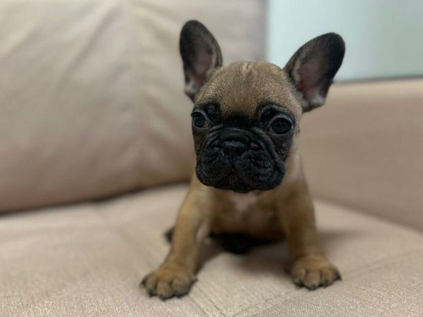 Французские булки