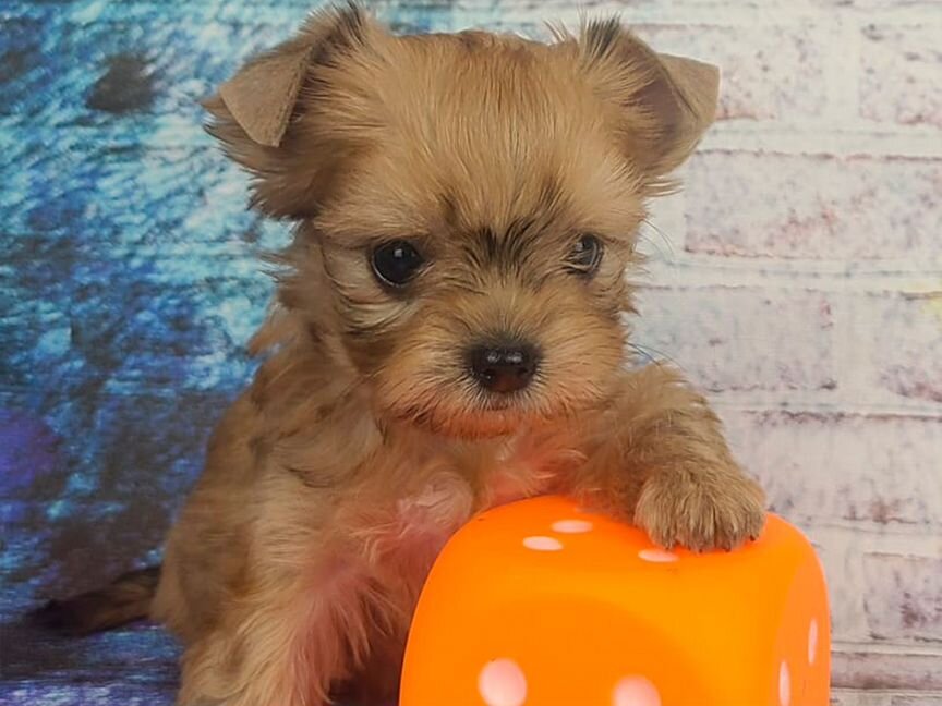 Русская салонная собака щенок мальчик