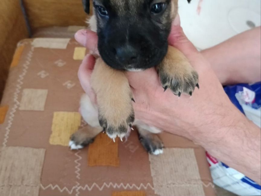 Щенки кане corsa