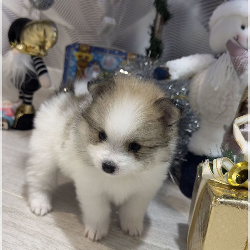 Померанский шпиц, щенок