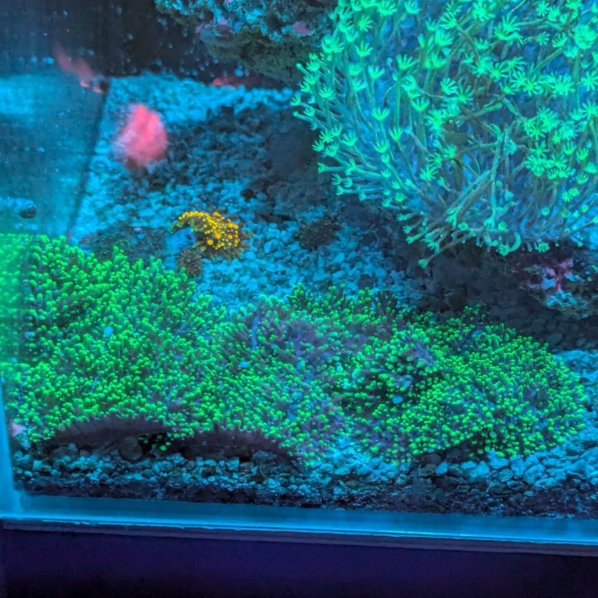 Живые кораллы