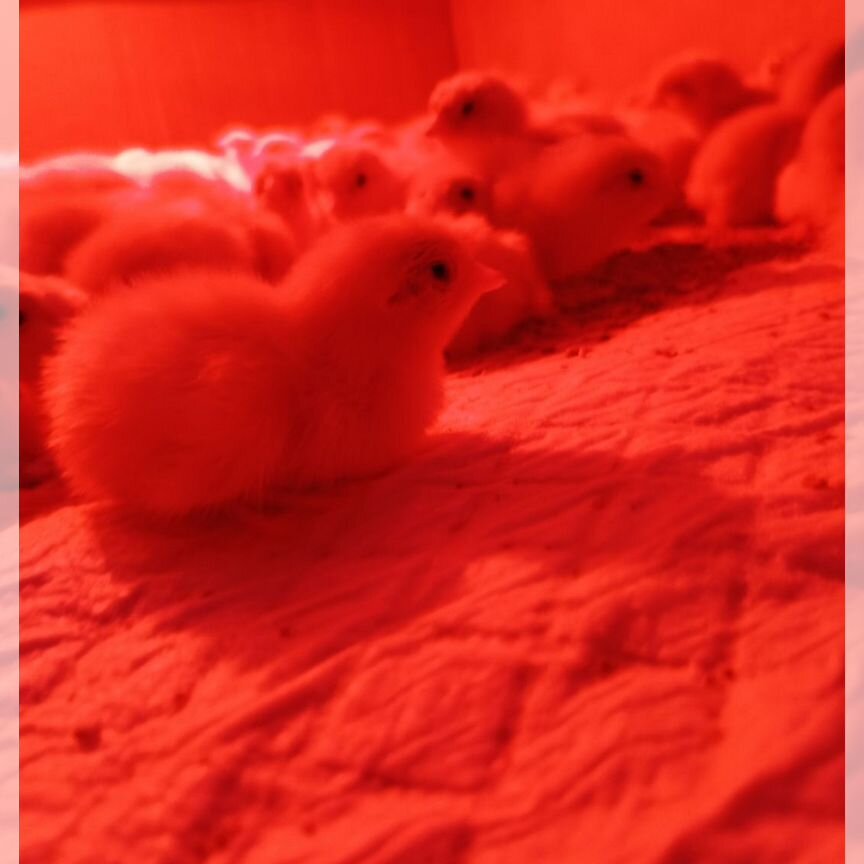 Перепела Техас утяжелённый