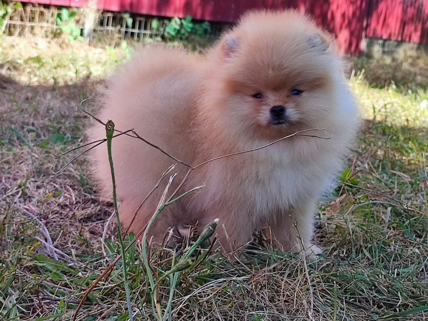 Щенок Померанский шпиц