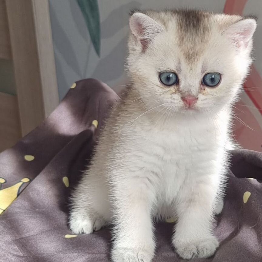 Шотландский вислоухий короткошёрстный котёнок