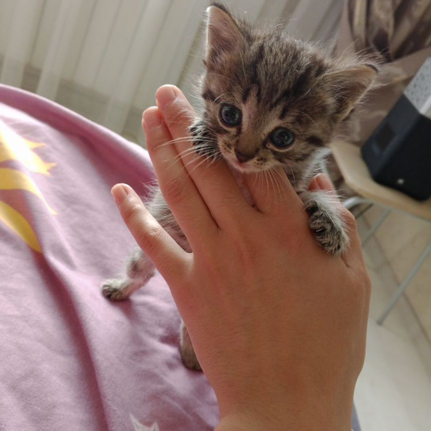 Отдам в добрые руки котёнка