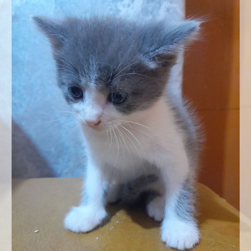 Котята безпородные