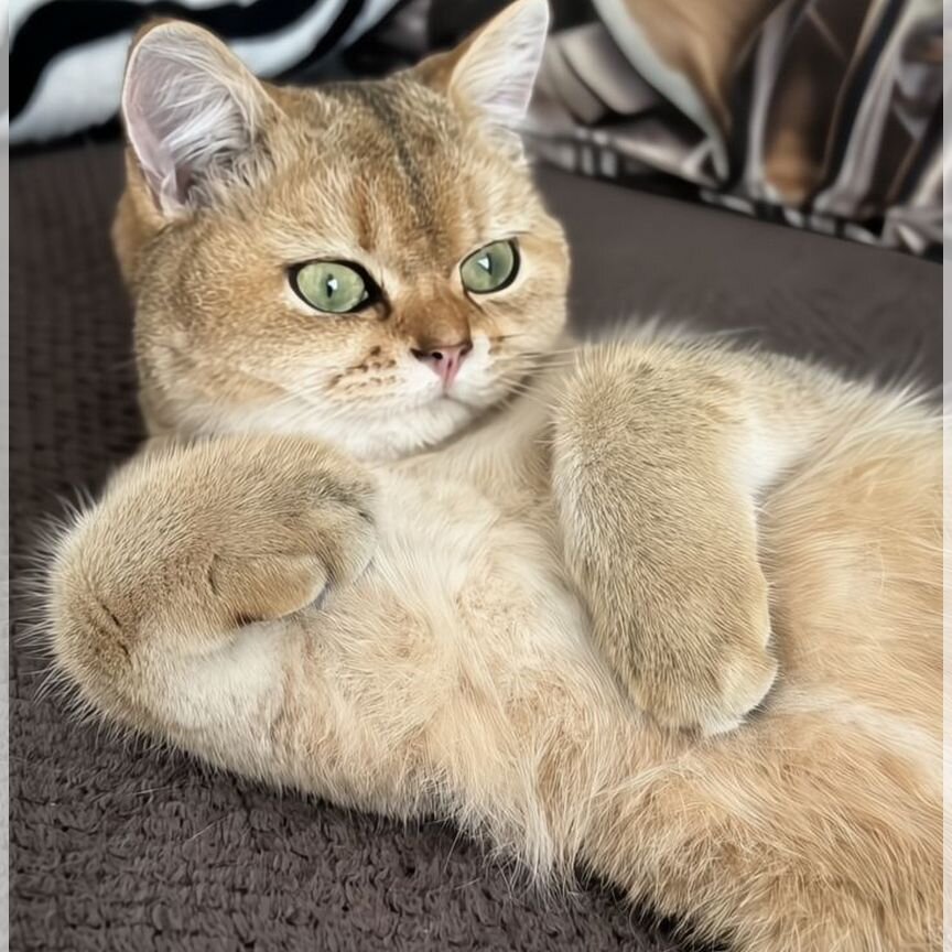 Британская короткошёрстная, взрослая кошка