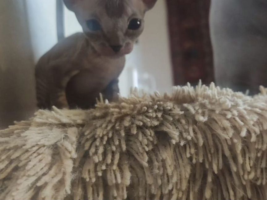 Котята Сфинксы