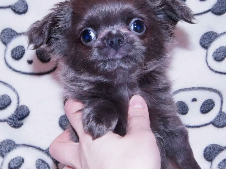 Голубой красавчик