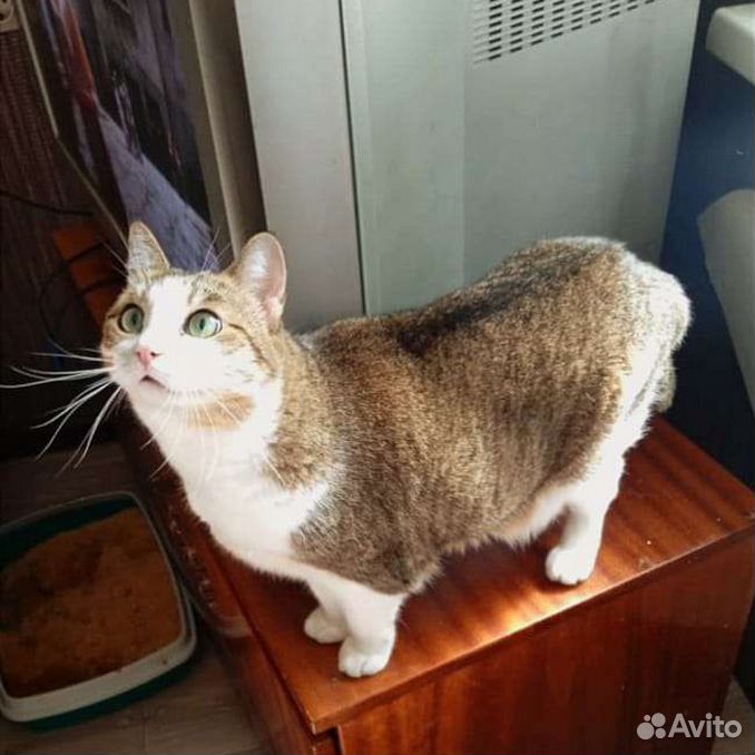 Степенная и мечтательная кошечка Маня ищет дом