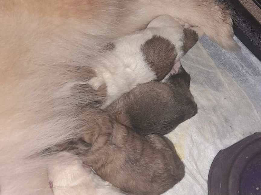 Щенки (есть описание)