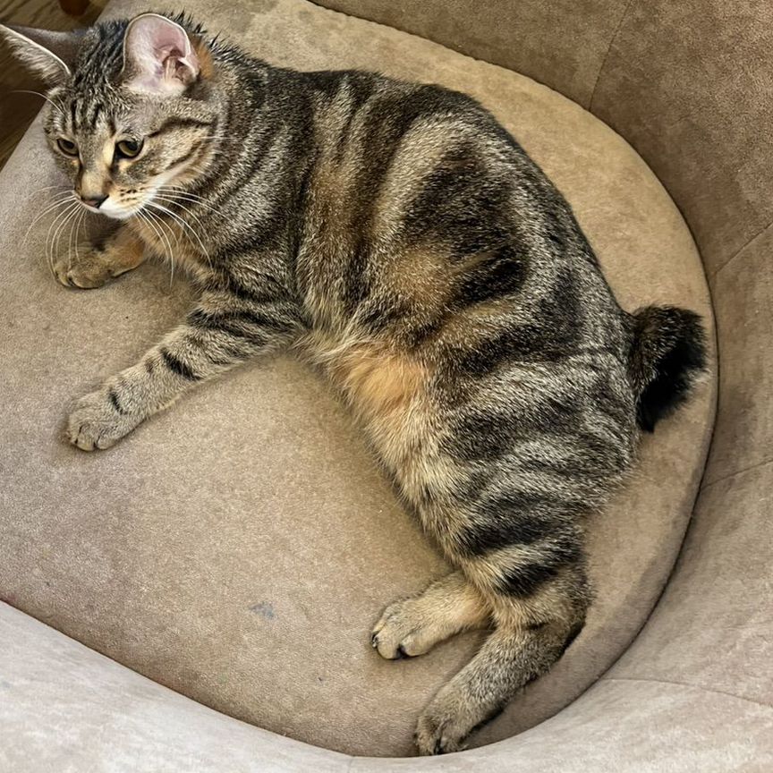 Курильский бобтейл короткошёрстный, кошка вязка