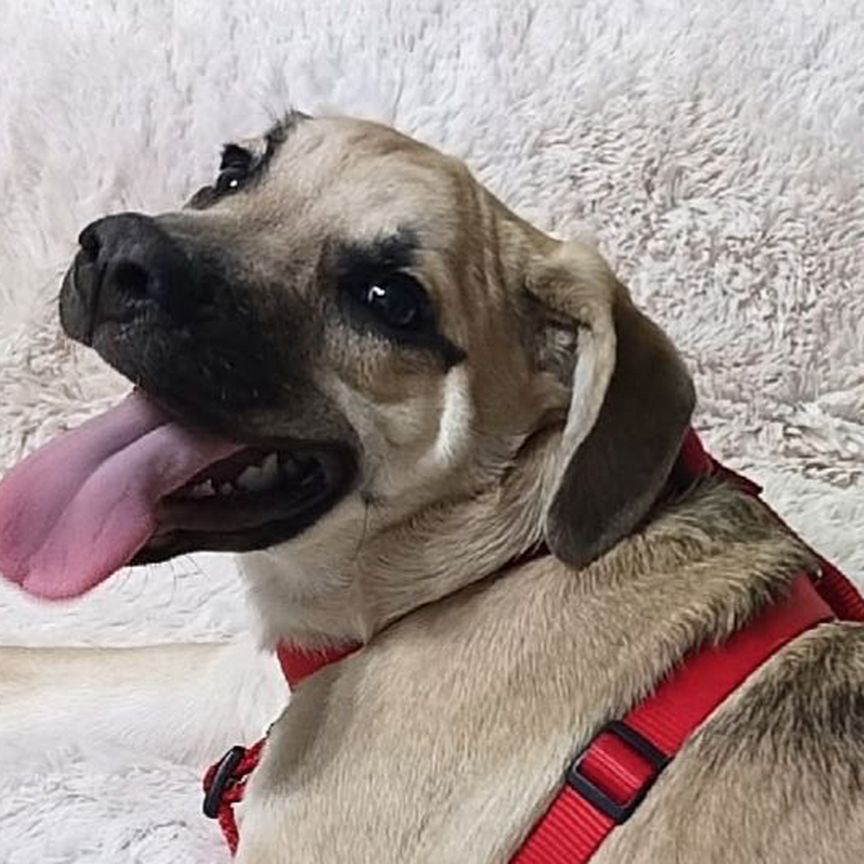 Английский бульдог, щенок