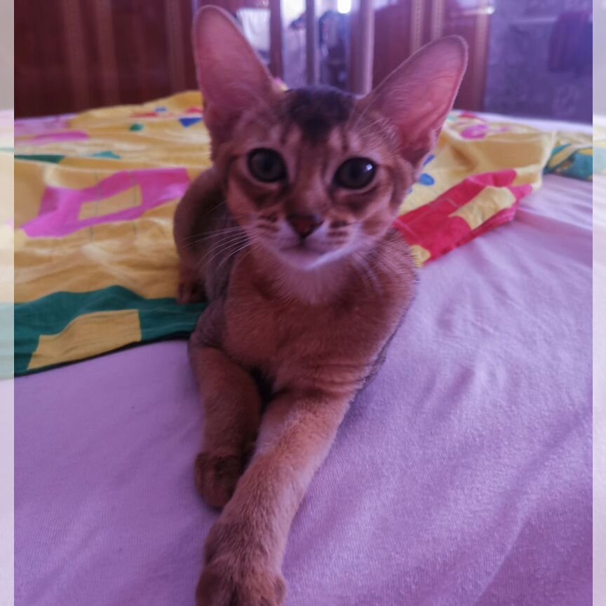 Абиссинская