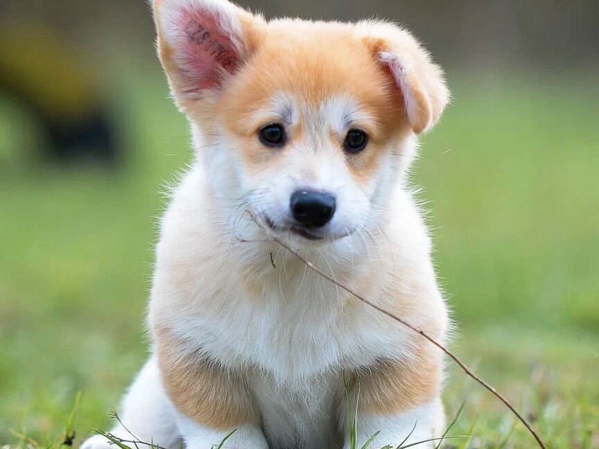 Мальчик 2 мес. Вельш корги пемброк