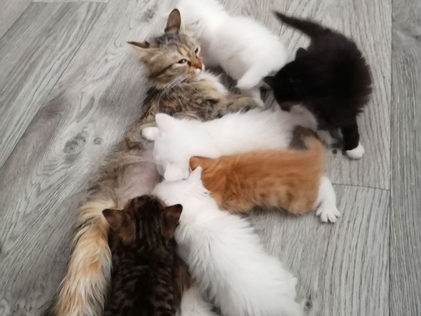 Котики в добрые руки
