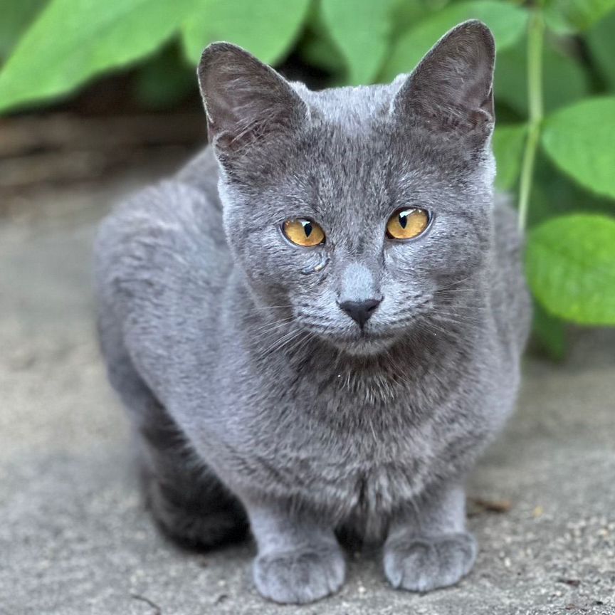 Русский голубой котёнок