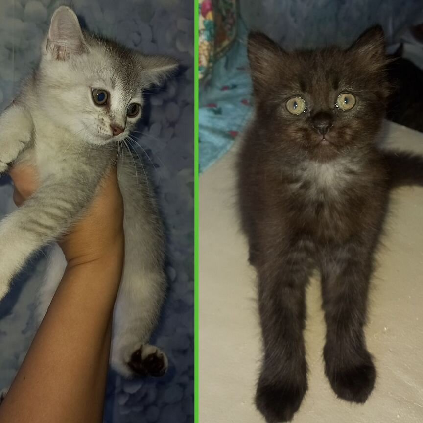 Шотландские котята митисы