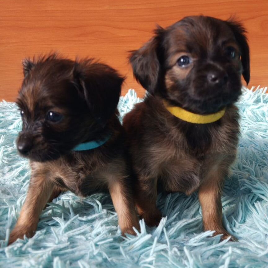 Русский той-терьер, щенок