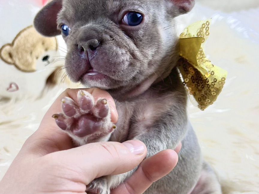 Французский бульдог