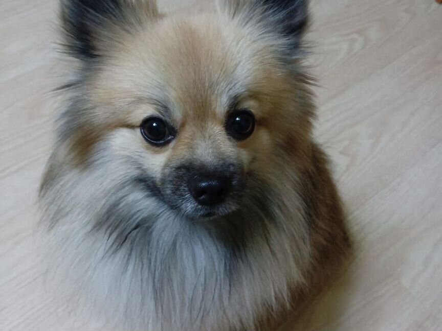 Померанский шпиц вязка кобель