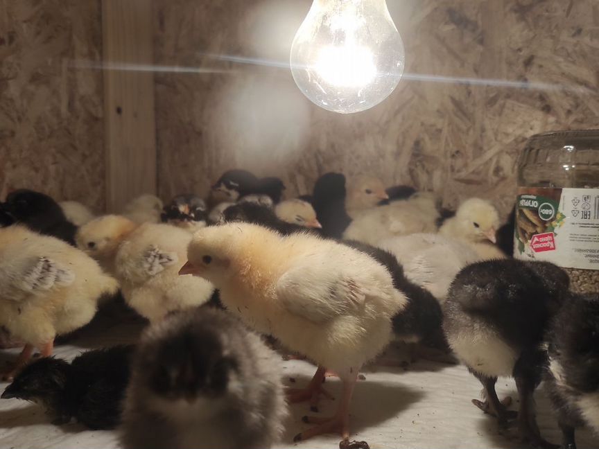 Цыплята помесные, хохлатики