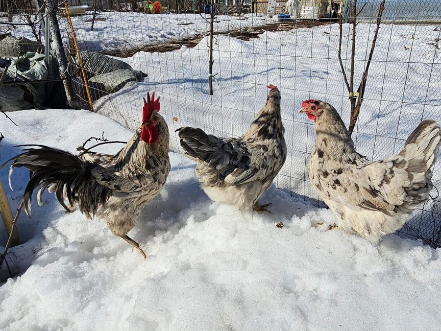 Куры молодки несушки