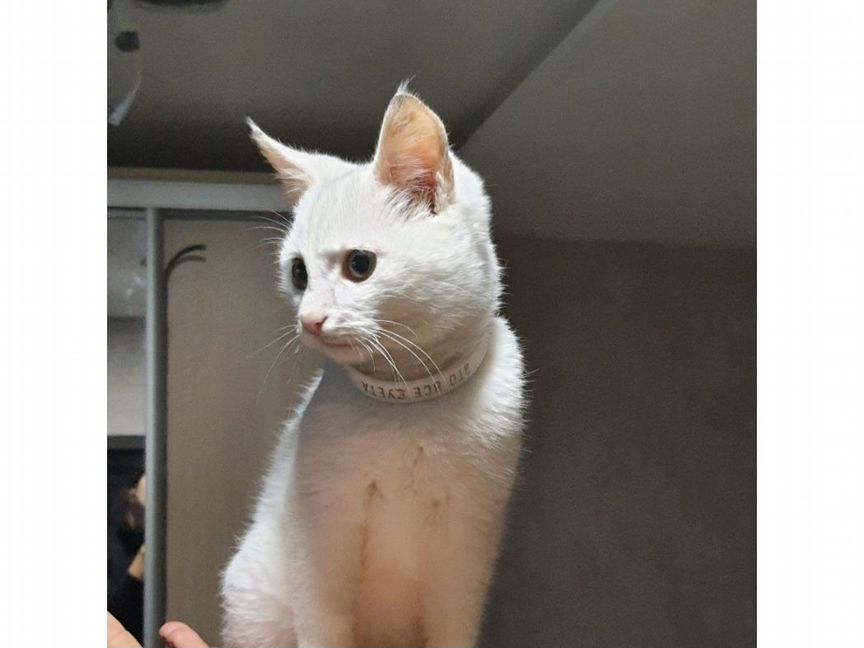 Беляшик, мальчику нужен дом