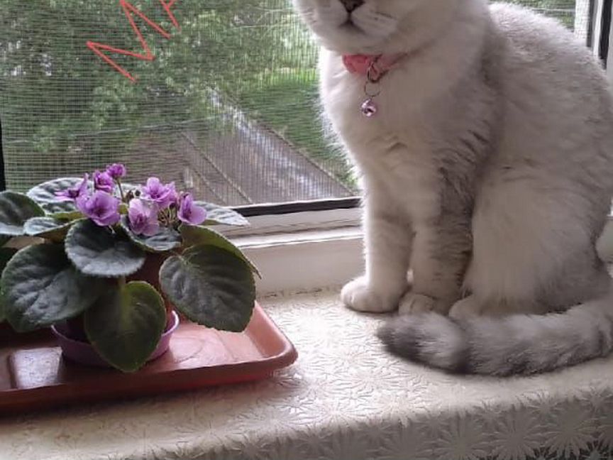 Британские котята