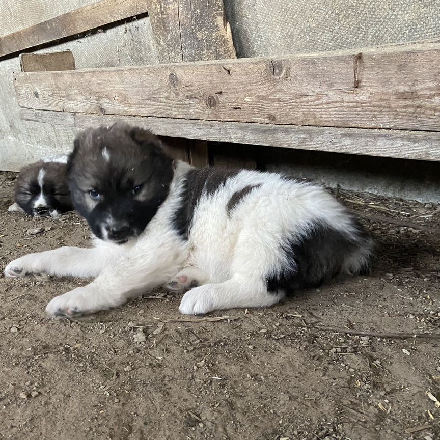 Щенки кавказской овчарки