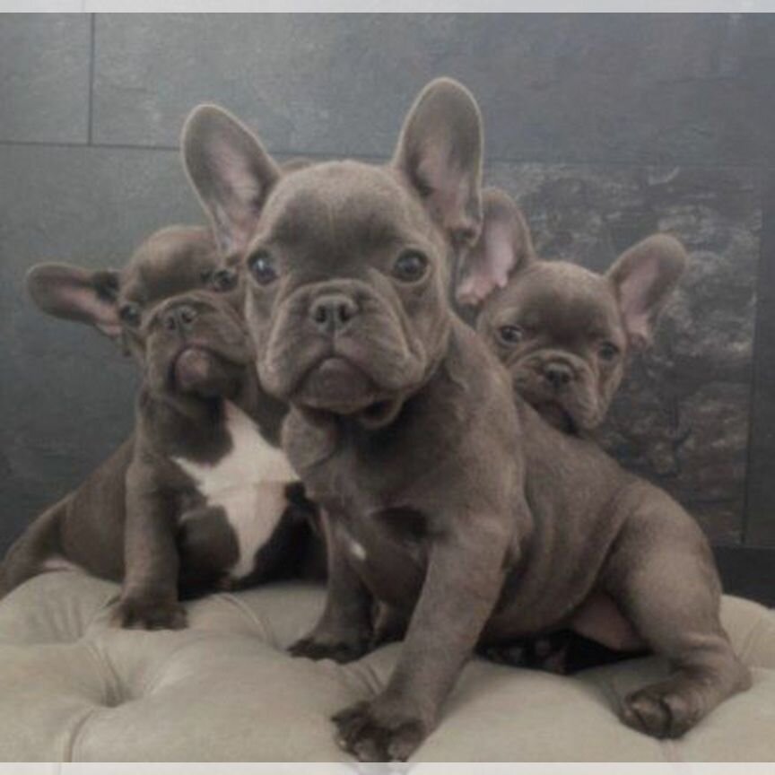Французский бульдог, щенок
