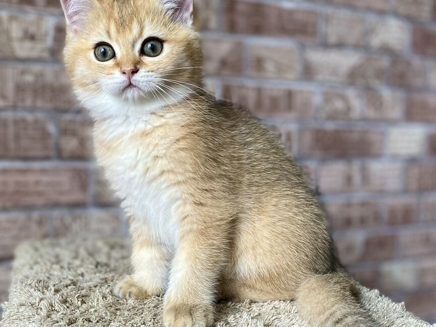 Британские котята шиншилла